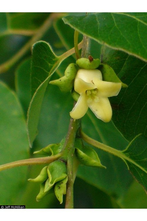 Persimmon - CreationWiki, the encyclopedia of creation science