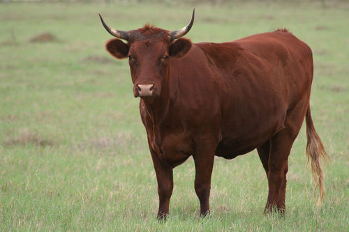 Bovidae - CreationWiki, the encyclopedia of creation science