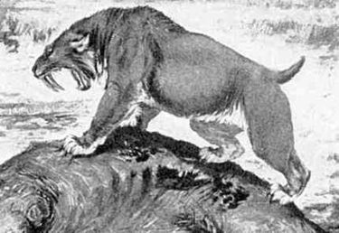 Saber Tooth Tiger Eats Dow Saber Tooth Tigers Have Babies - Howell ...
