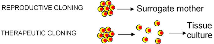 Cloning - CreationWiki, the encyclopedia of creation science