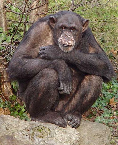 Primate - CreationWiki, the encyclopedia of creation science
