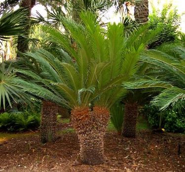 Cycad - CreationWiki, the encyclopedia of creation science