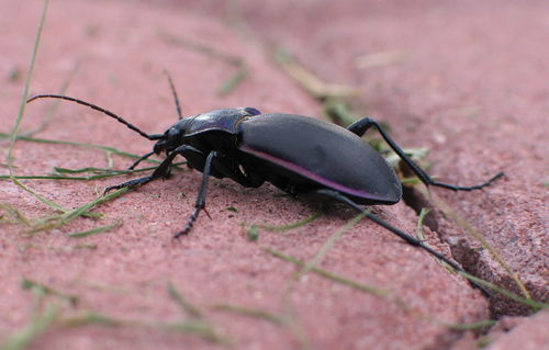 Ground beetle - CreationWiki, the encyclopedia of creation science