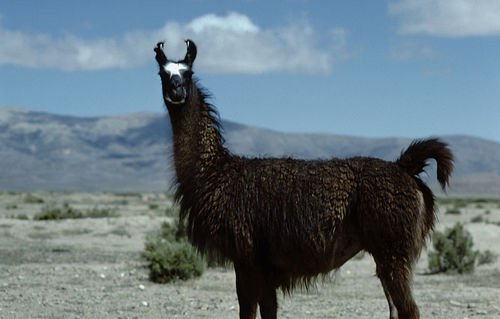 Llama - CreationWiki, the encyclopedia of creation science