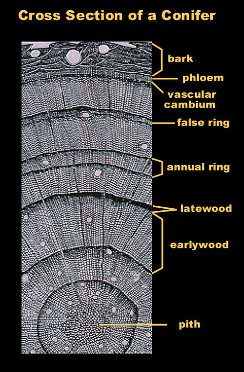 Dendrochronology - CreationWiki, the encyclopedia of creation science