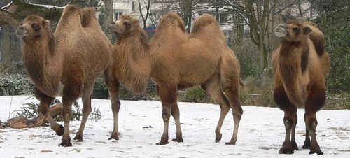 Camelid - CreationWiki, the encyclopedia of creation science