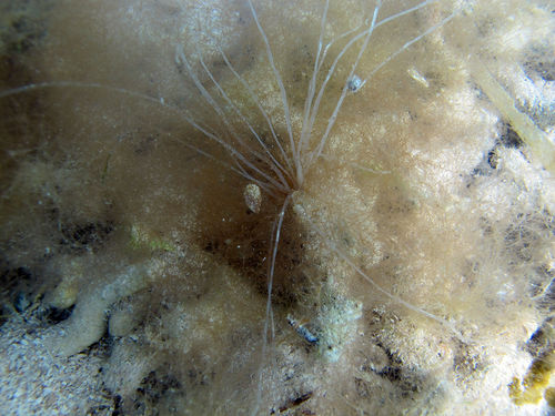 Spaghetti worm - CreationWiki, the encyclopedia of creation science