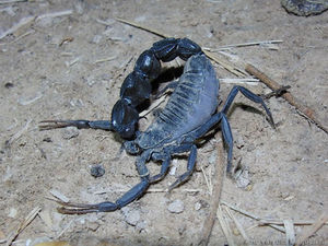 Fattail scorpion - CreationWiki, the encyclopedia of creation science