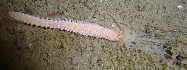 Spaghetti worm - CreationWiki, the encyclopedia of creation science
