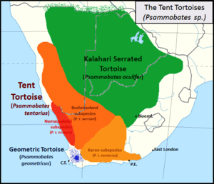 Tortoise - CreationWiki, the encyclopedia of creation science
