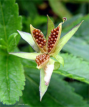 Violet - CreationWiki, the encyclopedia of creation science