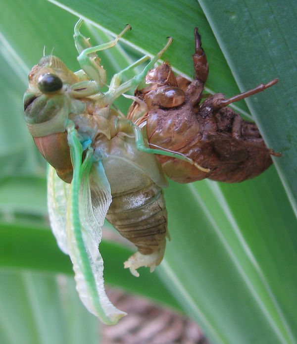 Molting - CreationWiki, the encyclopedia of creation science