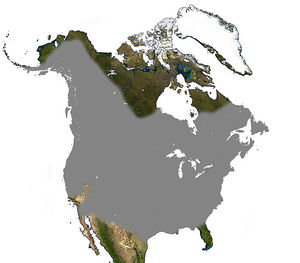 North American beaver - CreationWiki, the encyclopedia of creation science