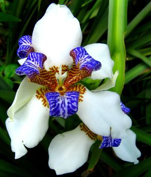 Walking iris - CreationWiki, the encyclopedia of creation science