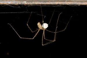 Daddy long-legs spider - CreationWiki, the encyclopedia of creation science