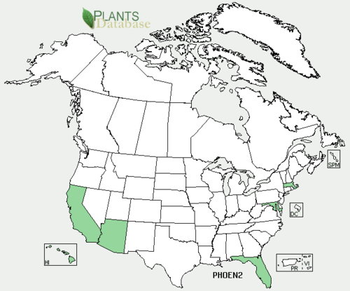 Date palm - CreationWiki, the encyclopedia of creation science