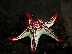 Red-knobbed starfish - CreationWiki, the encyclopedia of creation science
