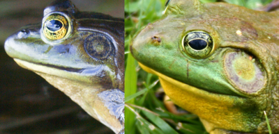 Bullfrog - CreationWiki, the encyclopedia of creation science