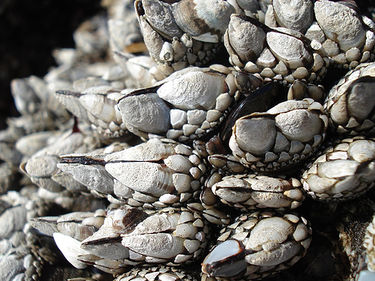 Barnacle - CreationWiki, the encyclopedia of creation science