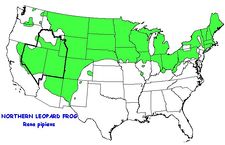 Northern leopard frog - CreationWiki, the encyclopedia of creation science
