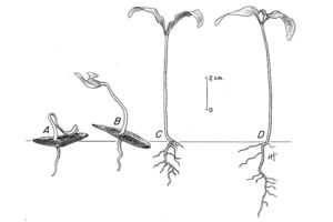 Ash tree - CreationWiki, the encyclopedia of creation science