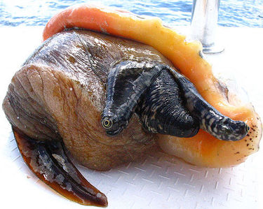 Conch - CreationWiki, the encyclopedia of creation science