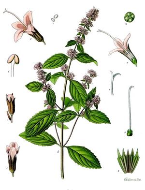 Peppermint - CreationWiki, the encyclopedia of creation science