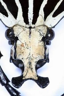 Goliath beetle - CreationWiki, the encyclopedia of creation science
