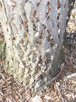 Gypsy moth - CreationWiki, the encyclopedia of creation science