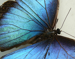 Blue morpho - CreationWiki, the encyclopedia of creation science