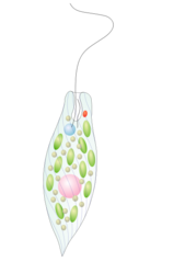 Euglenozoa - CreationWiki, the encyclopedia of creation science